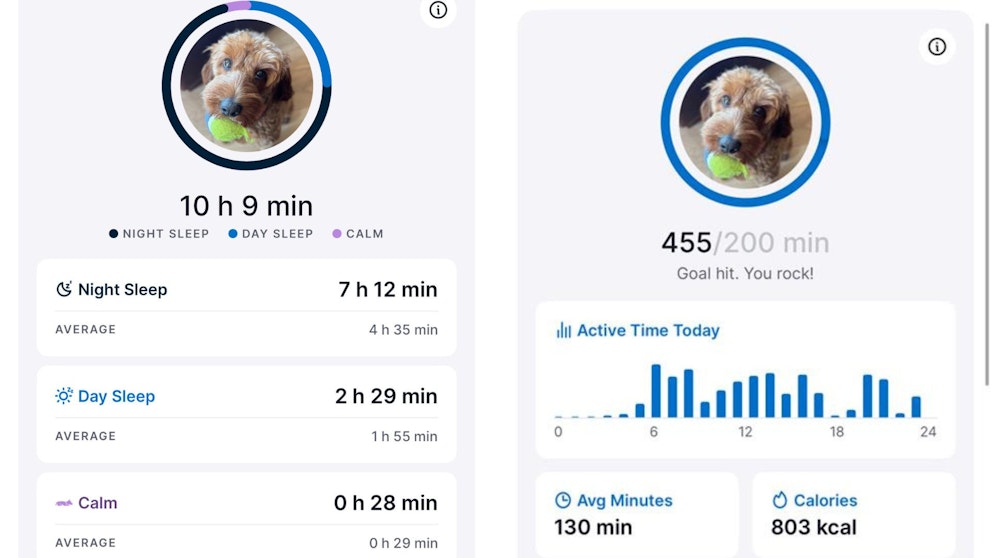 Tractive Dog 6 GPS review: Everything you need to know