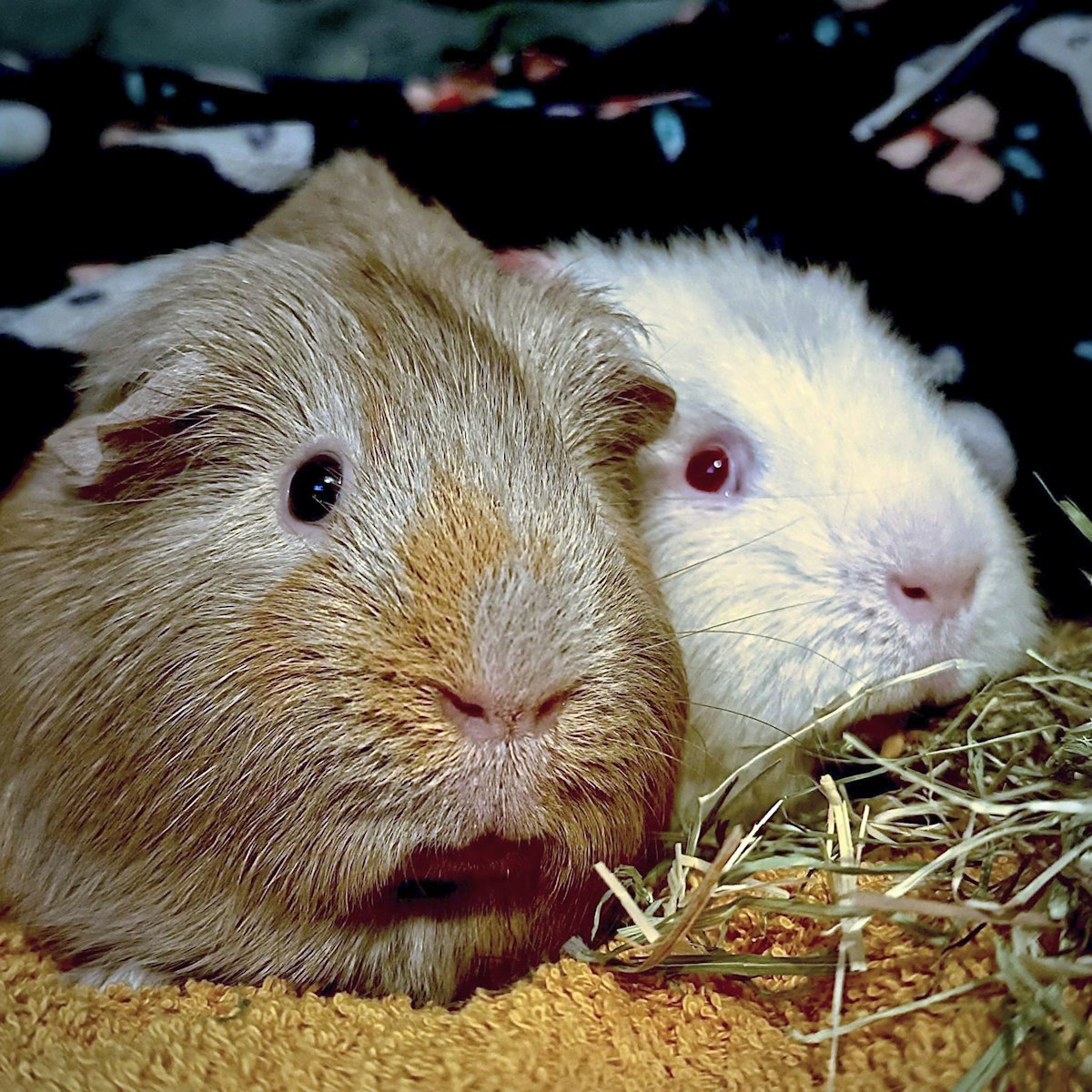 Pet guinea pig put me in hospital
