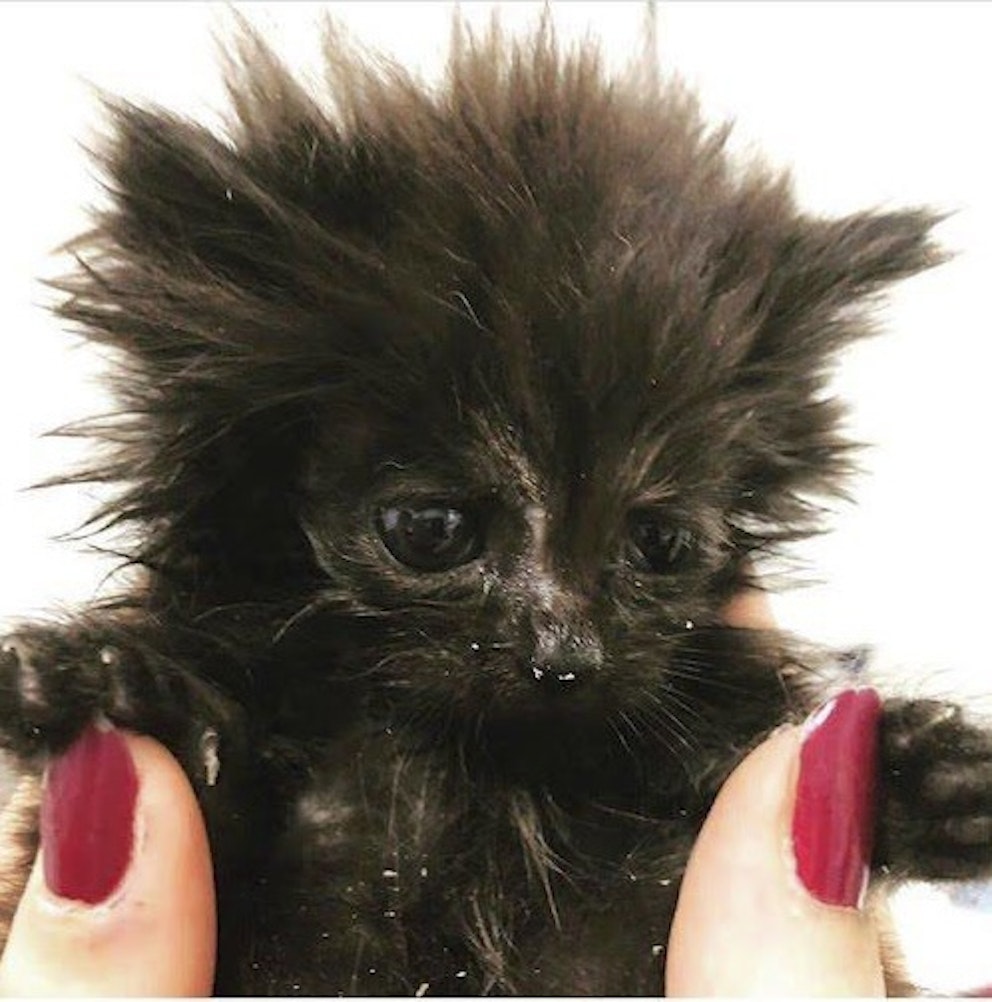 'I got my MOJO back!' My missing moggy returned home after four years