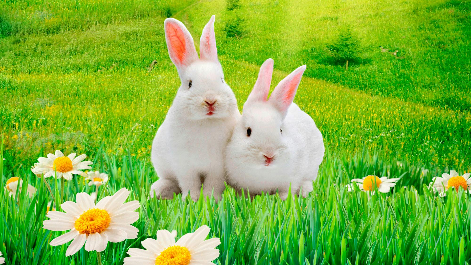 What are the best things to watch on TV this Easter?