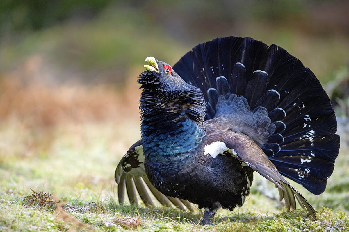 The Cairngorms Capercaille Project | Features | Bird Watching