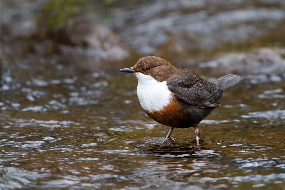 5 birds to find in June | Features | Bird Watching
