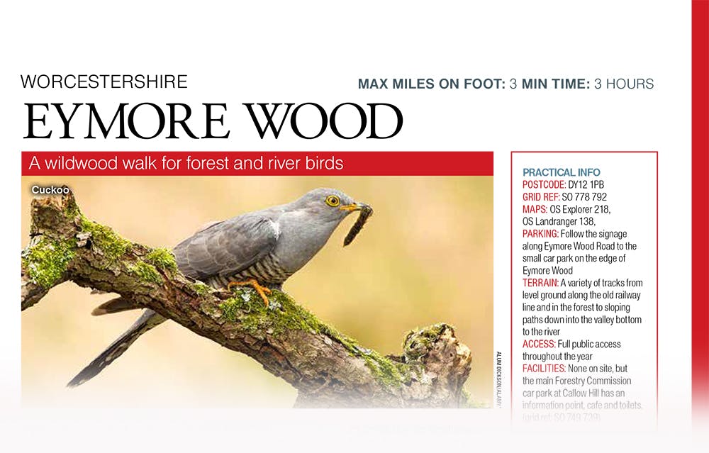 Go-Birding-Eymore-Wood.jpg?format=jpg&quality=80&width=960&height=540 ...