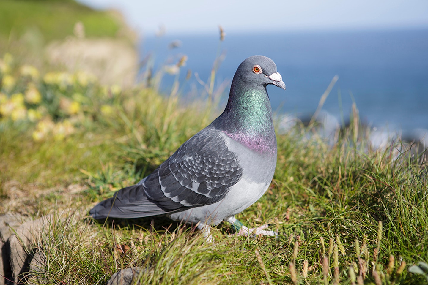 5 birds to find in July | Features | Bird Watching