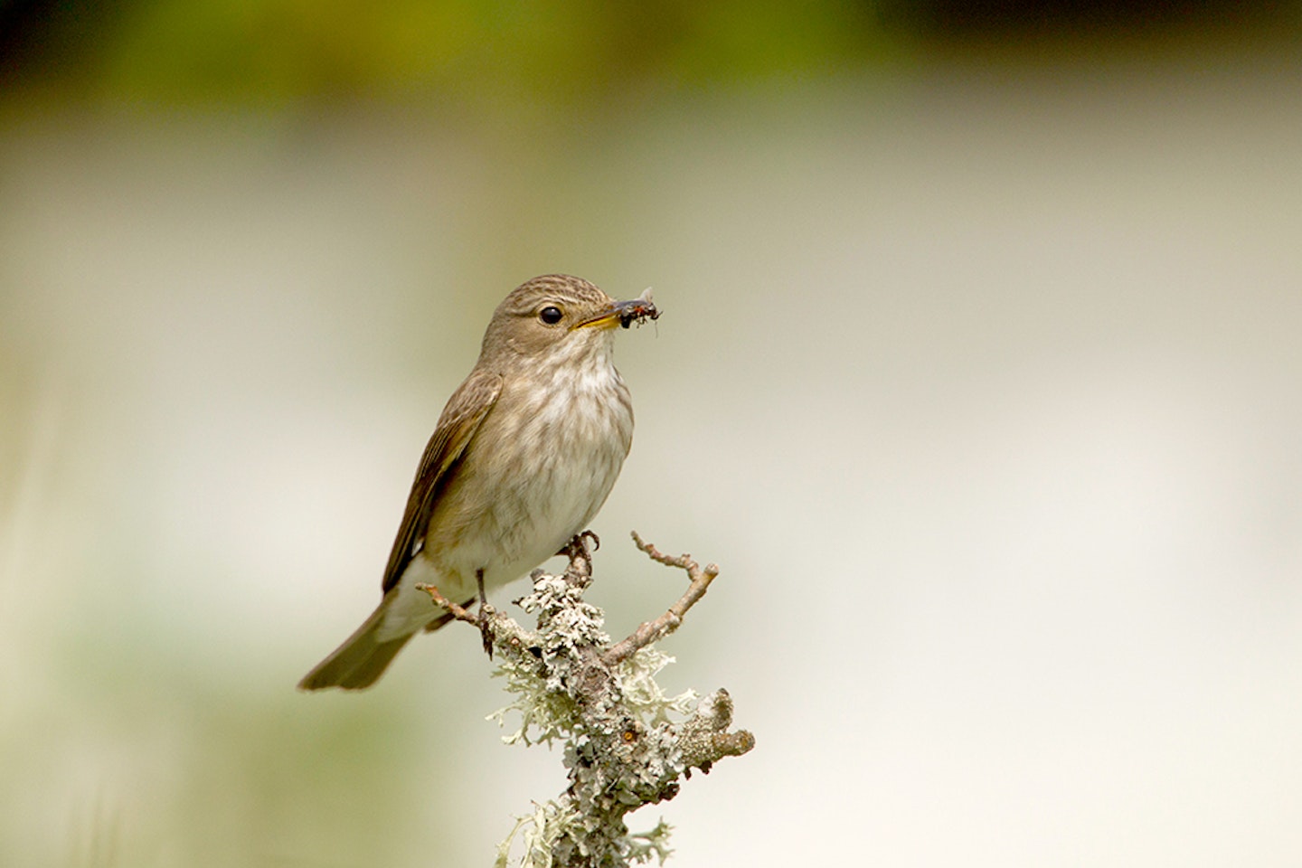 5 birds to find in July | Features | Bird Watching