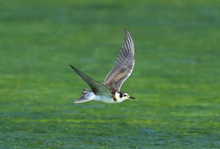 Juvenile Black Tern
