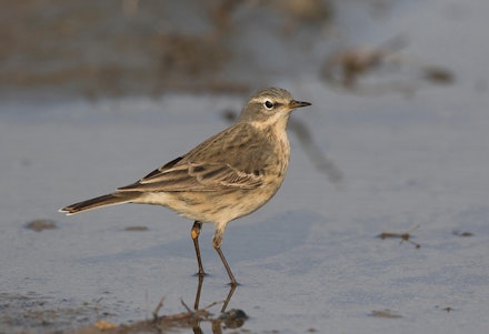 Water Pipit