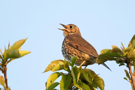 Song Thrush