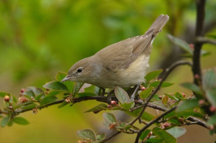 Garden Warbler (Sylvia borin)