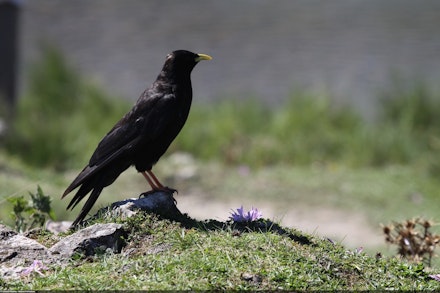 Chova-Piquigualda_Original