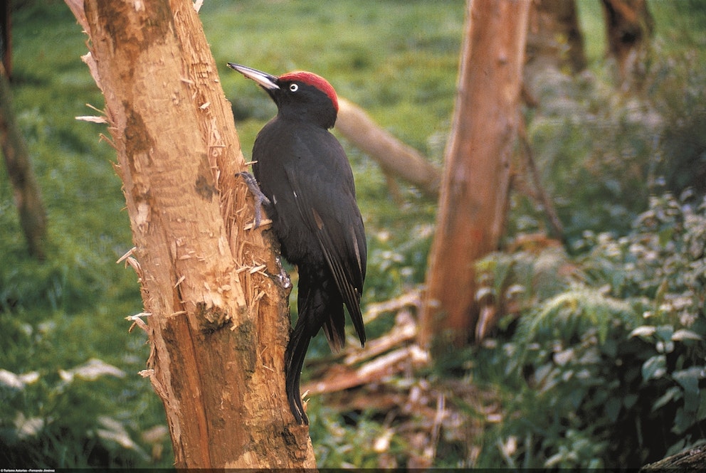 Spain’s birding jewel… | Travel Guides | Bird Watching