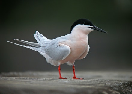 Dougalls Stern, Roseate Tern, Sterna dougallii