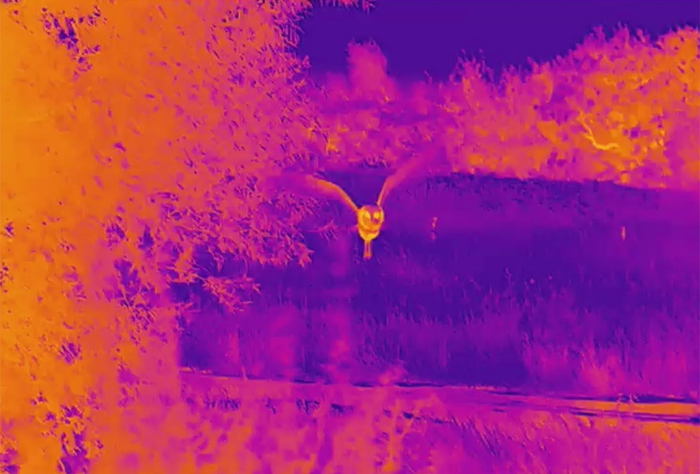 HIKMICRO Falcon FQ25 Thermal Monocular | Gear | Bird Watching