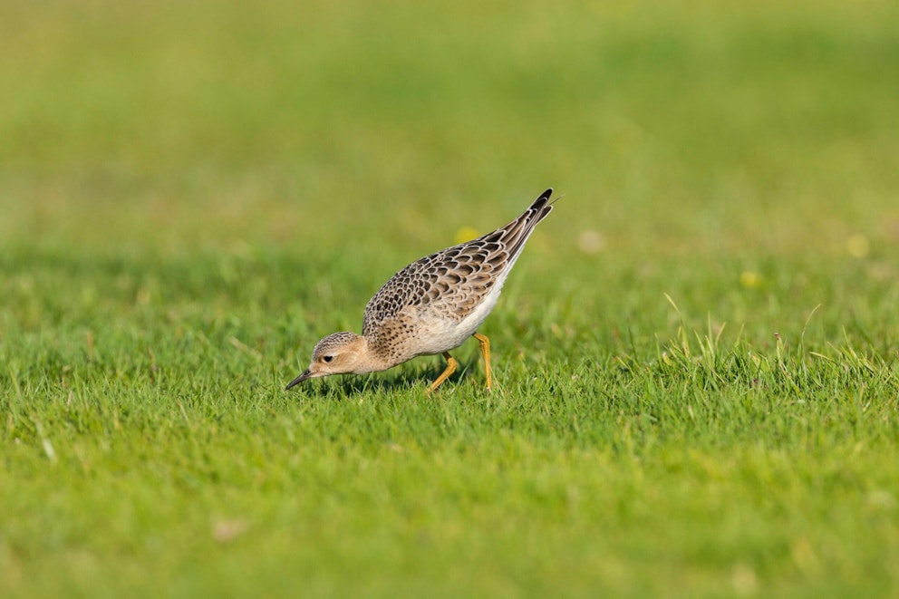Five birds to find in September | Features | Bird Watching