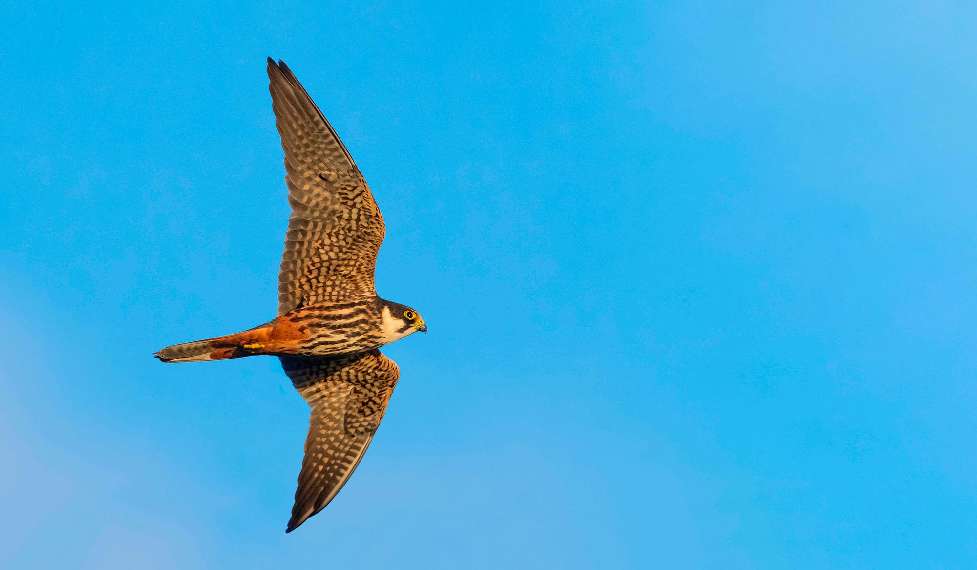 Five birds to find in August 2023 | Features | Bird Watching