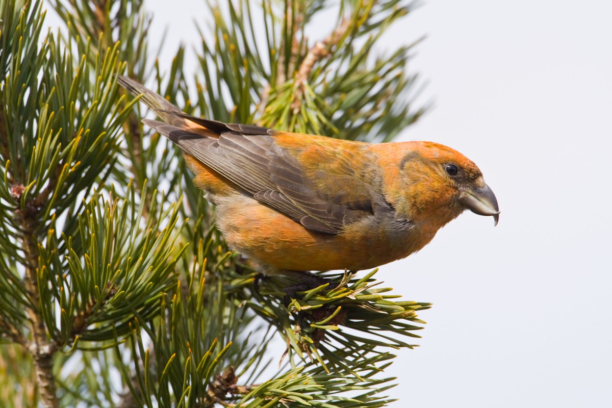 Reader Holiday: Highlands, Spring 2024 | Travel Guides | Bird Watching