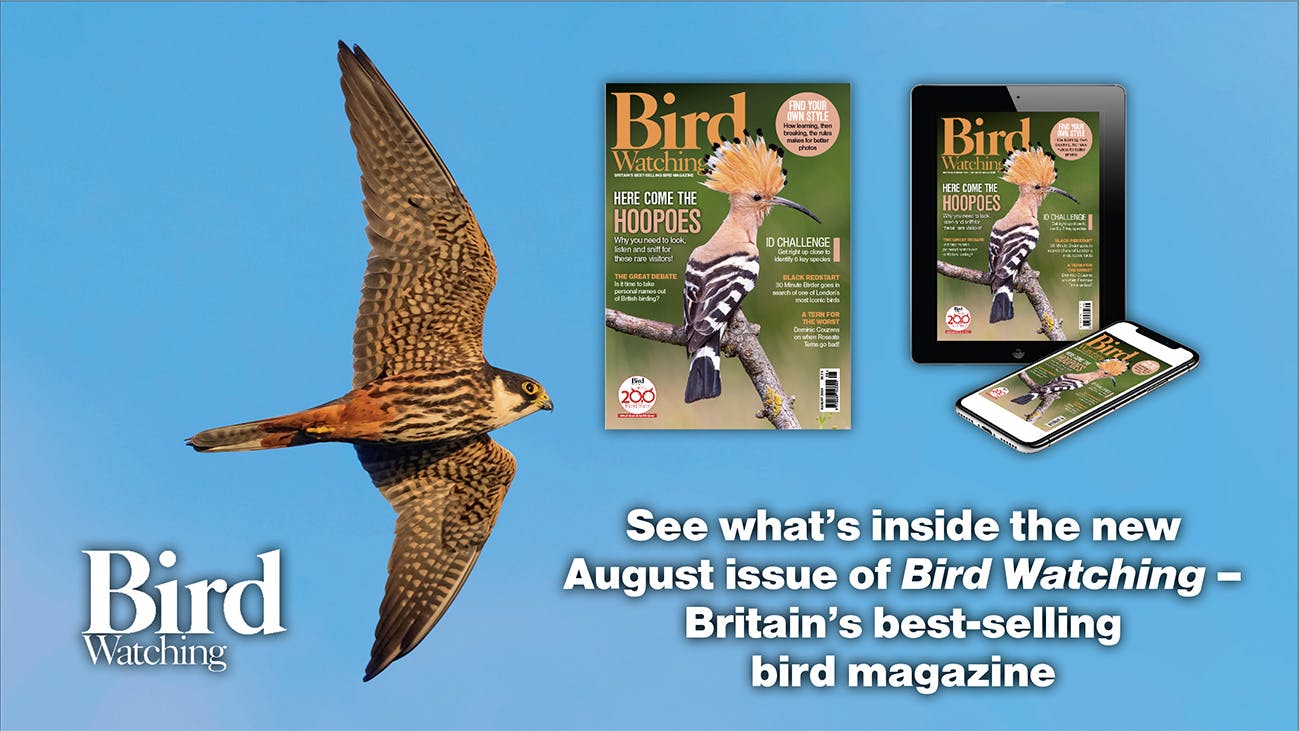 Magazine | Bird Watching