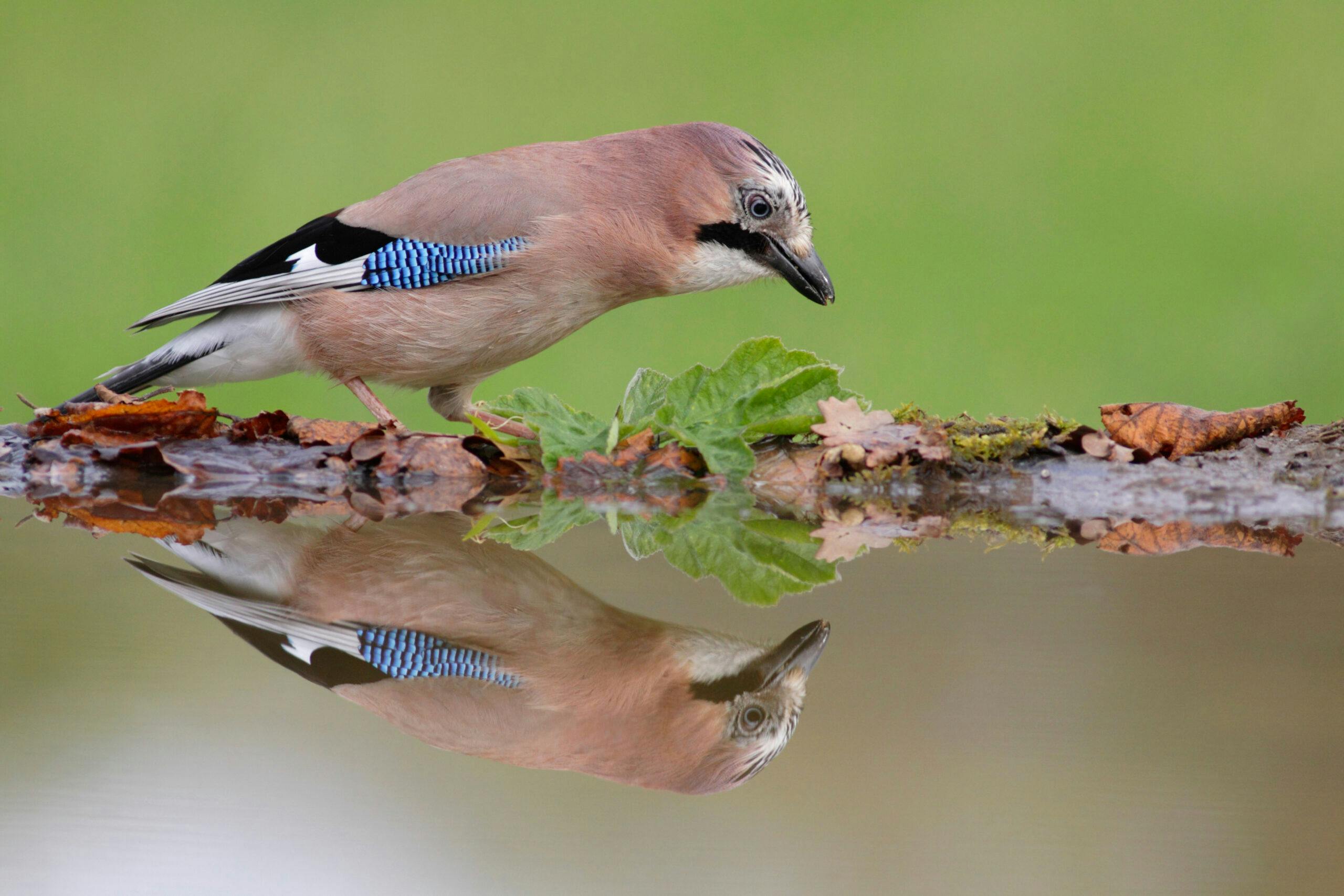 Autumn birding | Features | Bird Watching