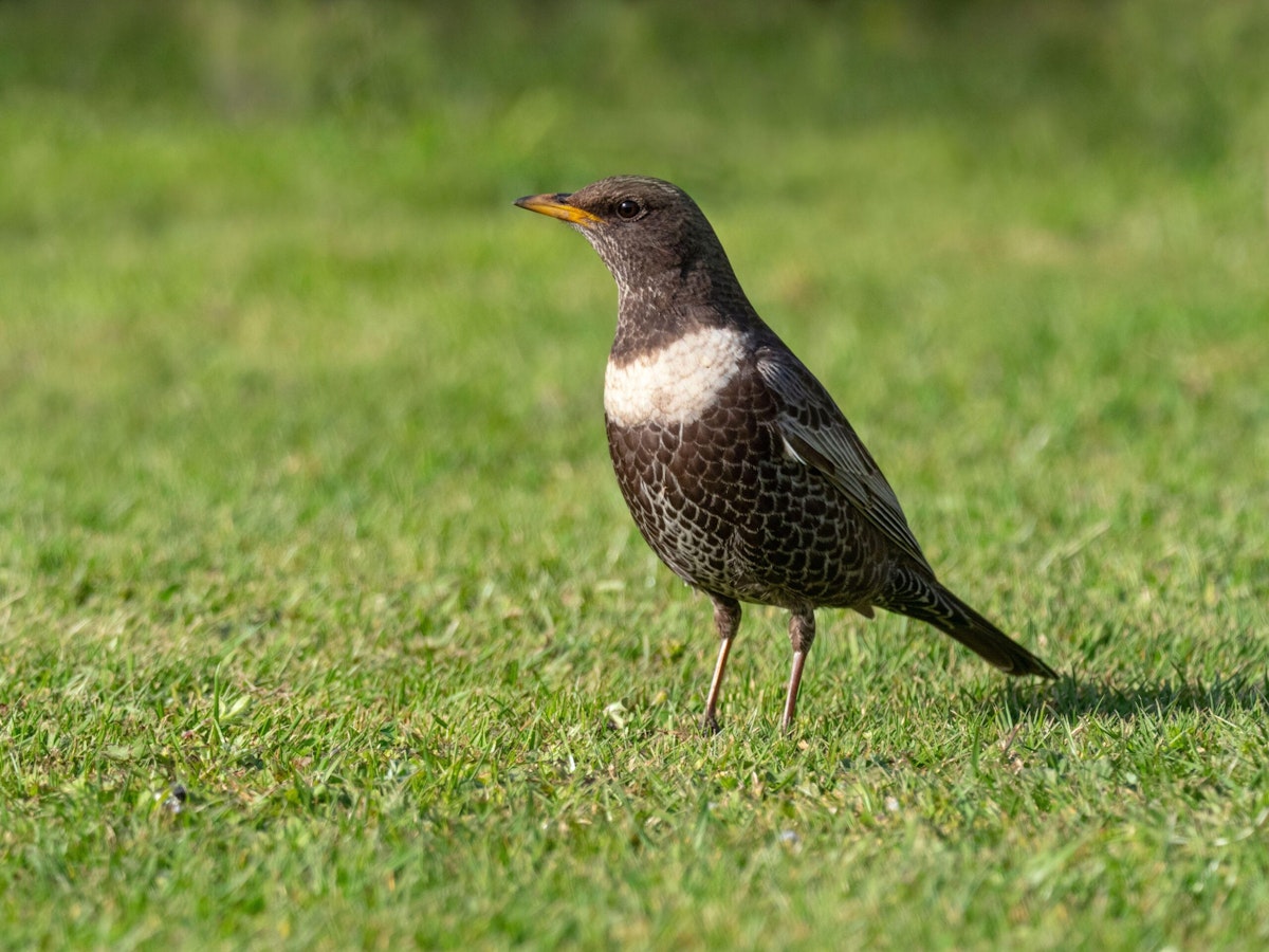 Five birds to find in April (2025) | Features | Bird Watching