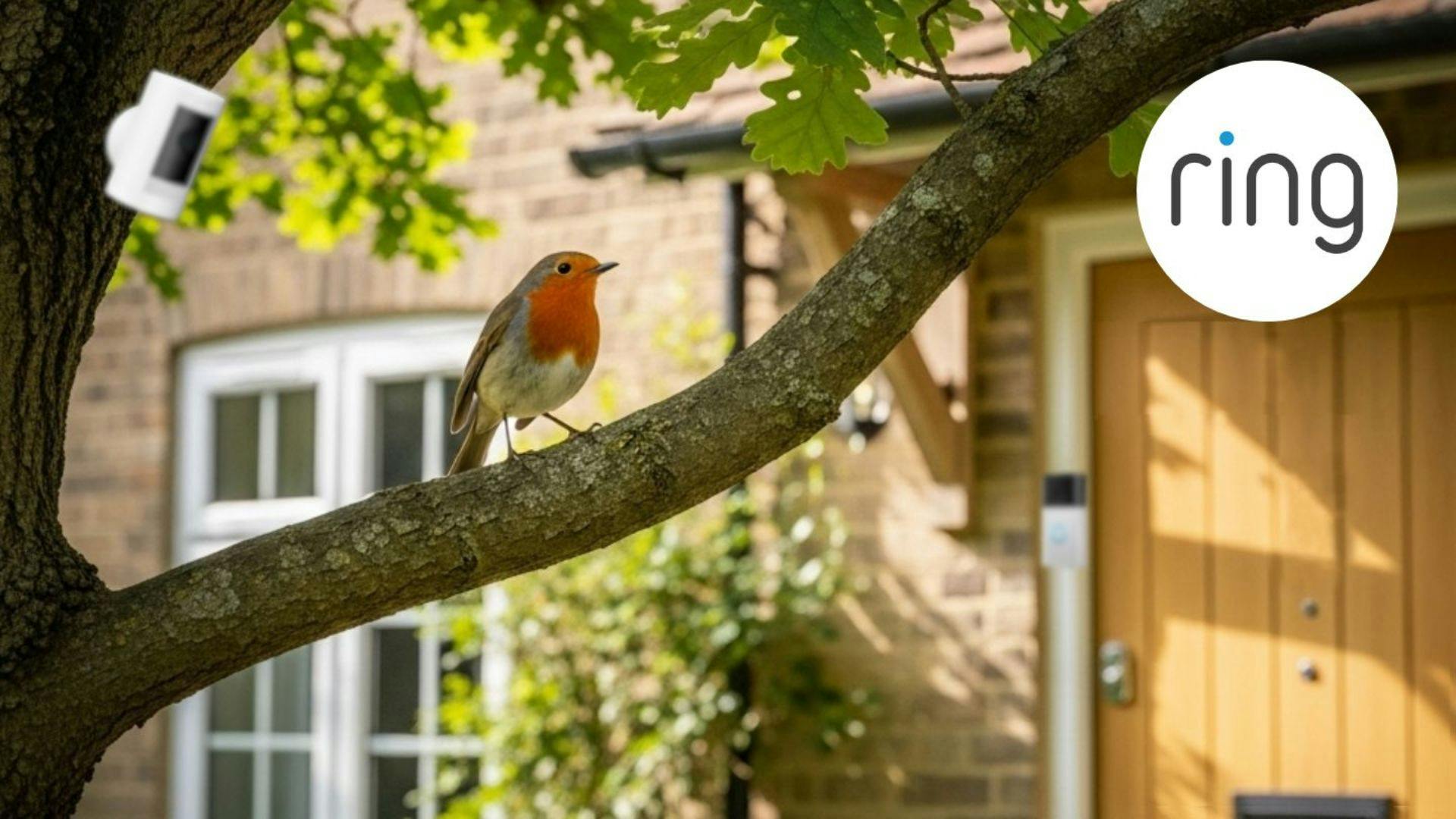Saving Britain’s songbirds with Ring and the RSPB | Features | Bird ...