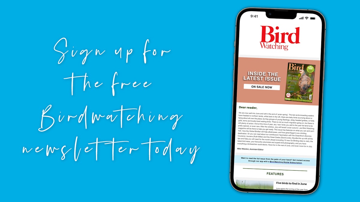 Sign up to the Bird Watching Newsletter! | Bird Watching