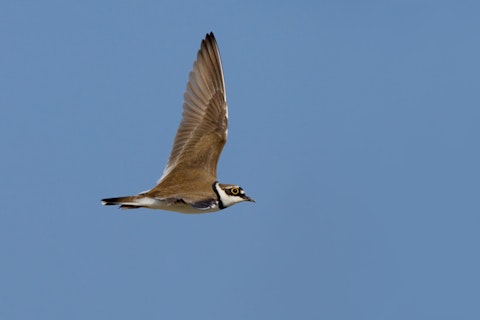 Merlin Bird ID app revisited | Features | Bird Watching