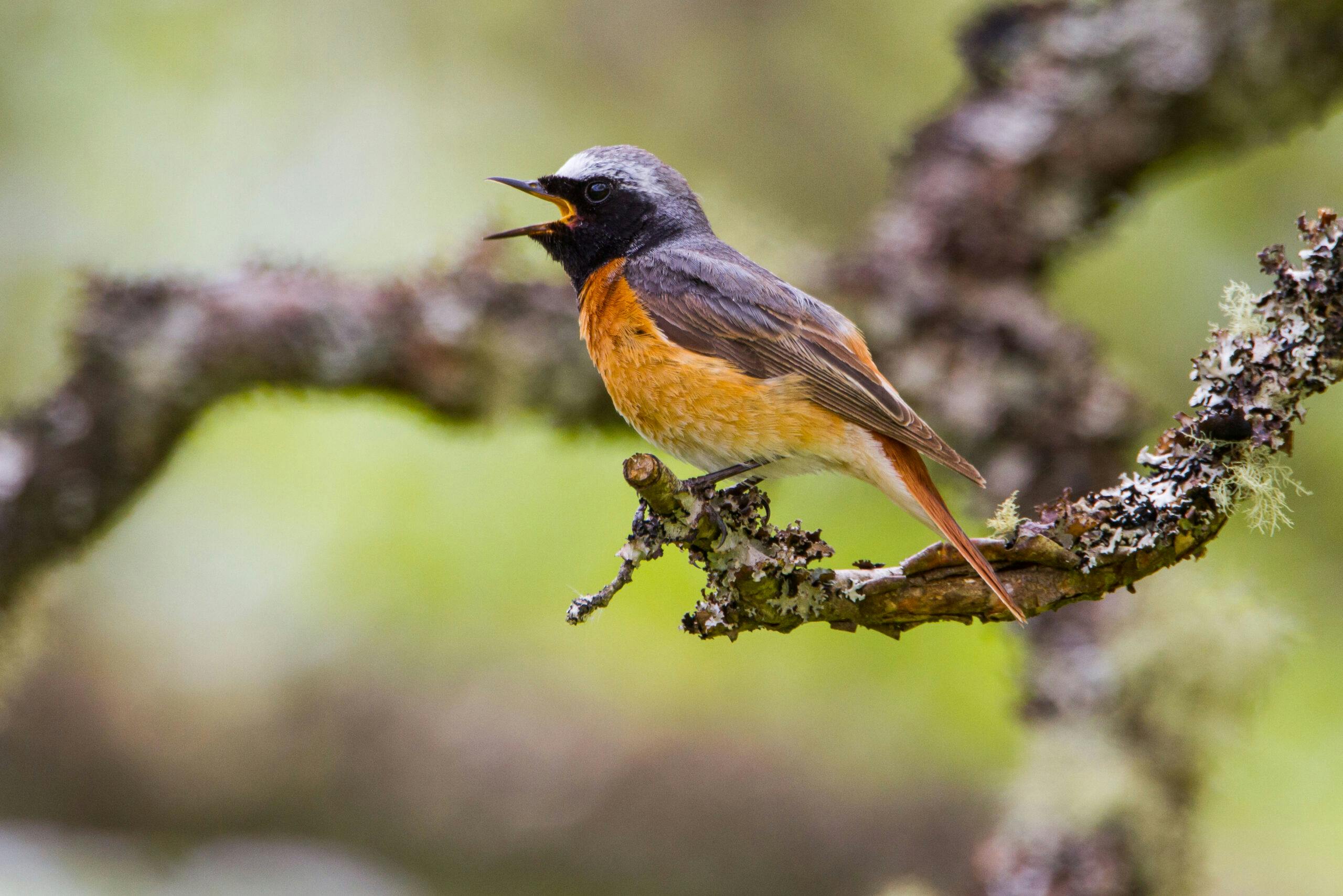 Merlin Bird ID app revisited | Features | Bird Watching