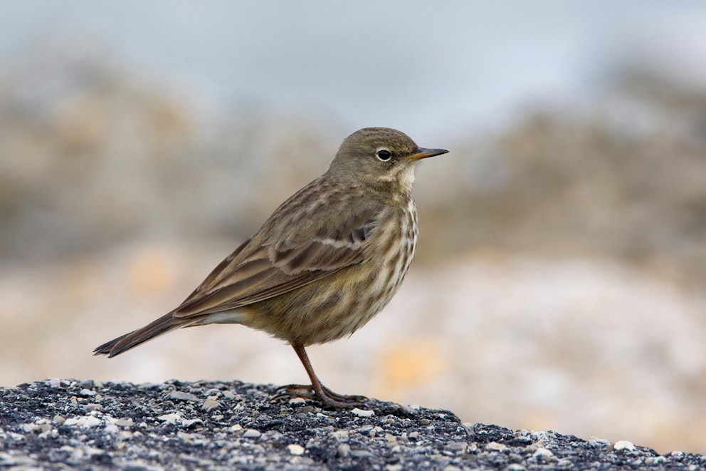Five birds to find in Autumn (2025) | Features | Bird Watching