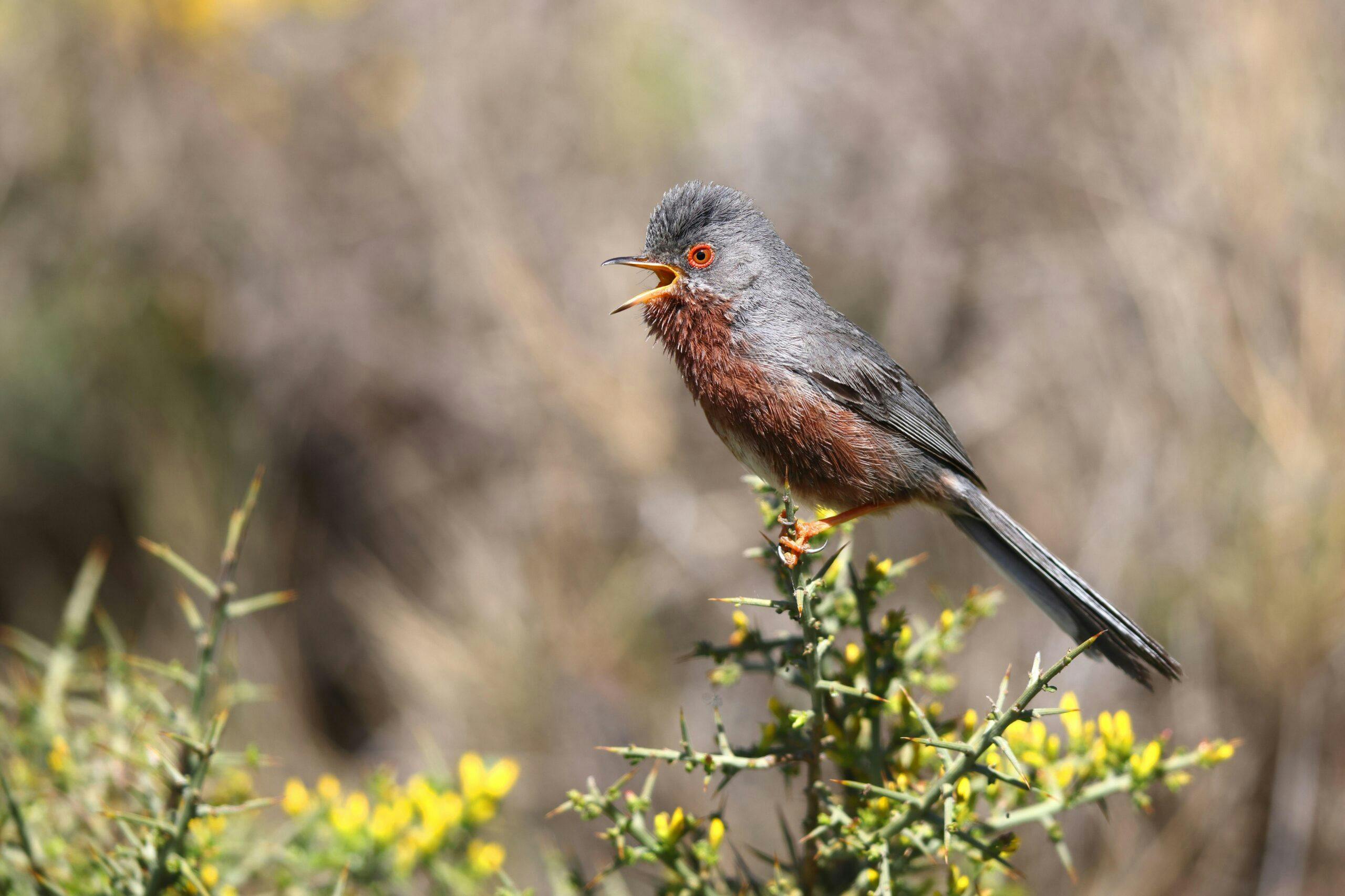 Reader holiday: New Forest Summer Wildlife | Travel Guides | Bird Watching