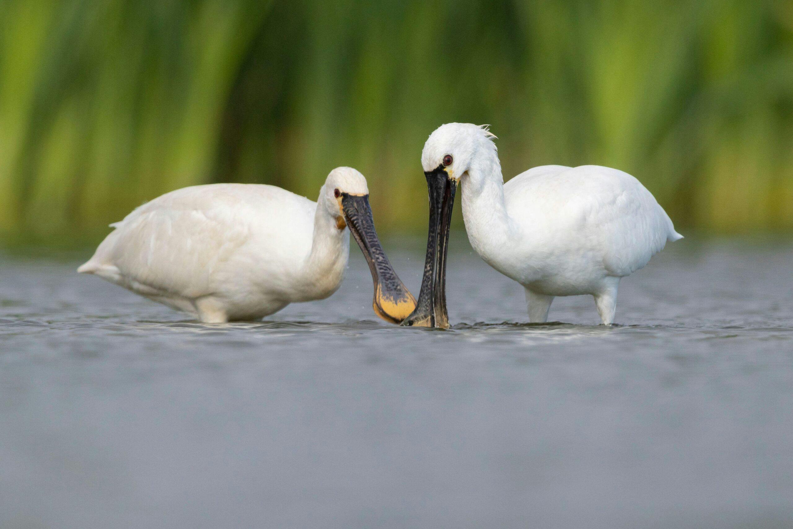 Reader holiday: North Norfolk in spring | Travel Guides | Bird Watching