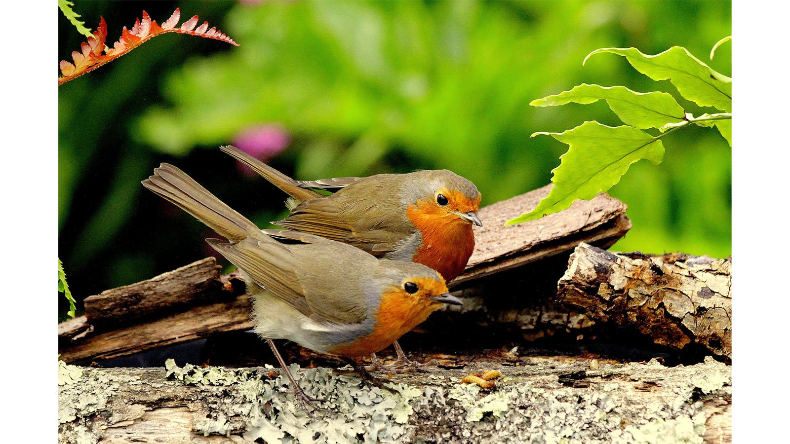 National Robin Day – Your Photos | Features | Bird Watching