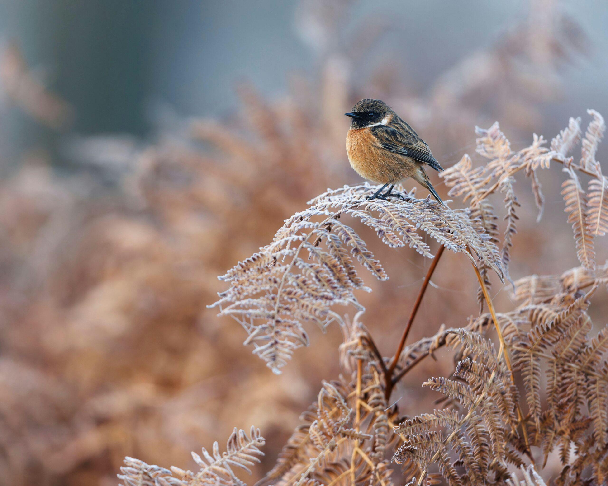 Five birds to find in December (2025) | Features | Bird Watching