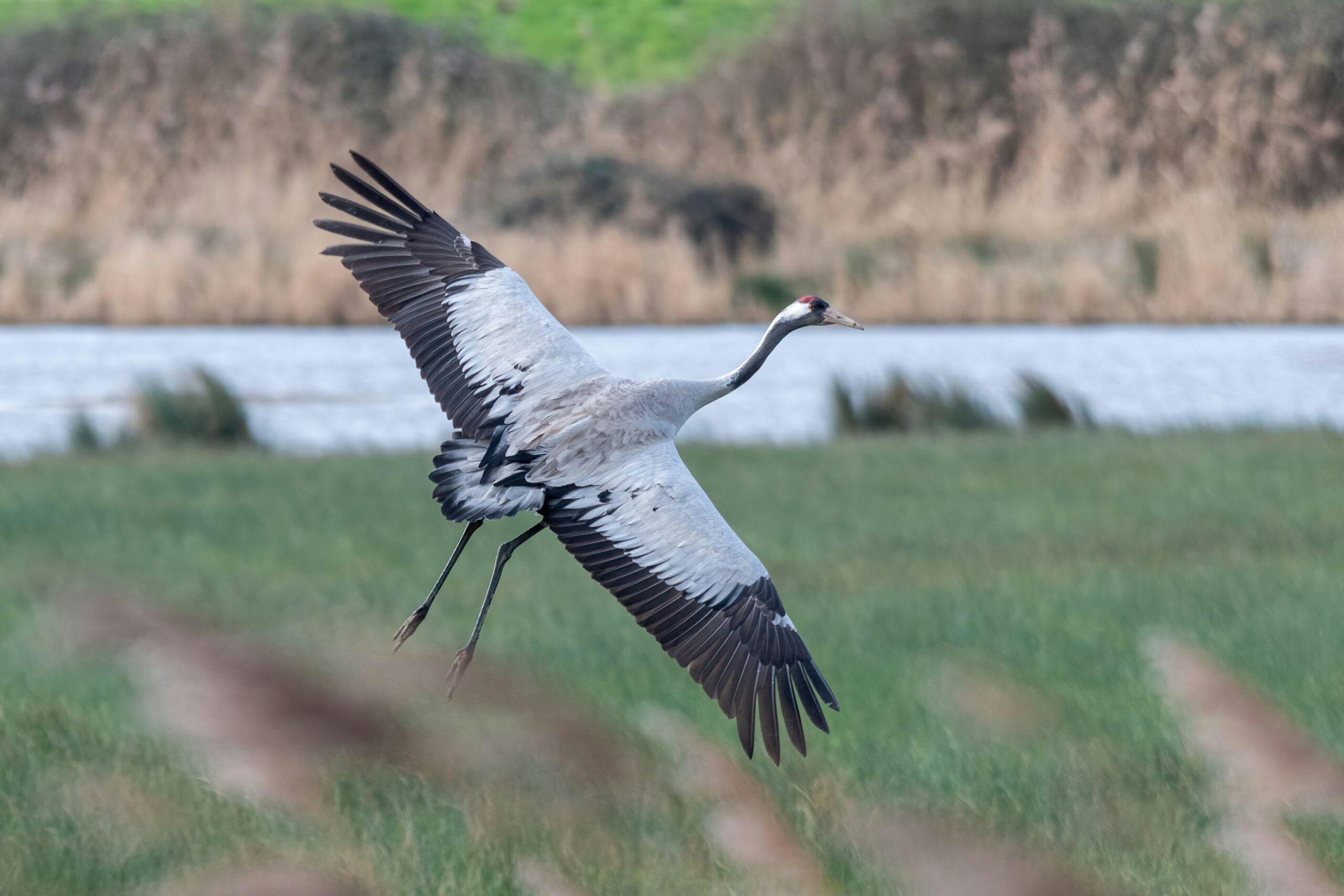 Five birds to find in January (2026) | Features | Bird Watching