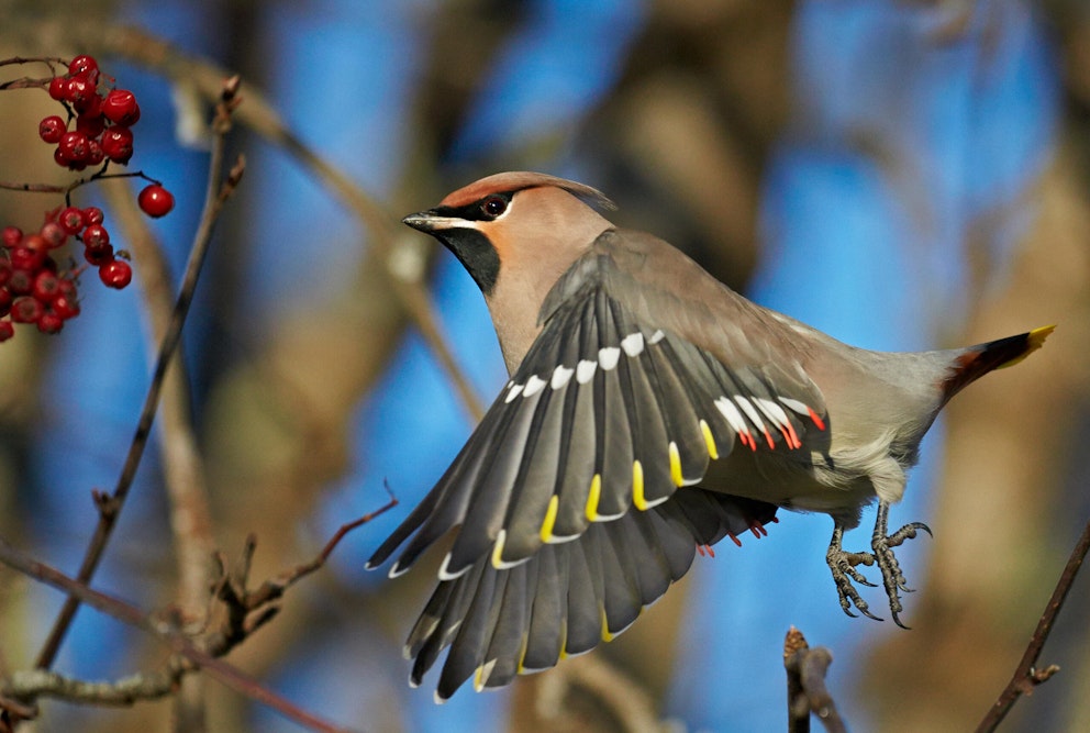 Five birds to find in January (2026) | Features | Bird Watching